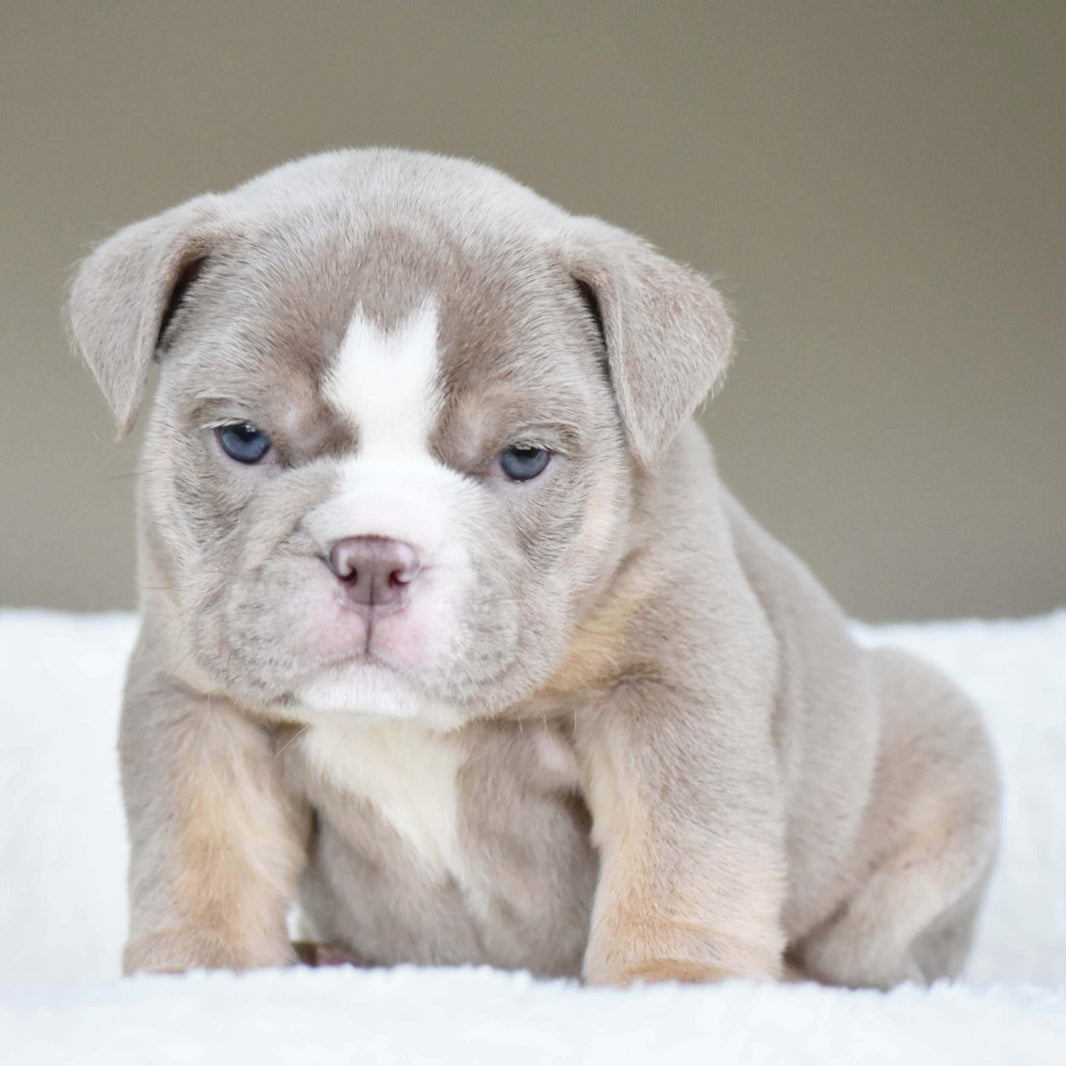 The Lifespan of an English Bulldog: How to Ensure a Long and Healthy ...