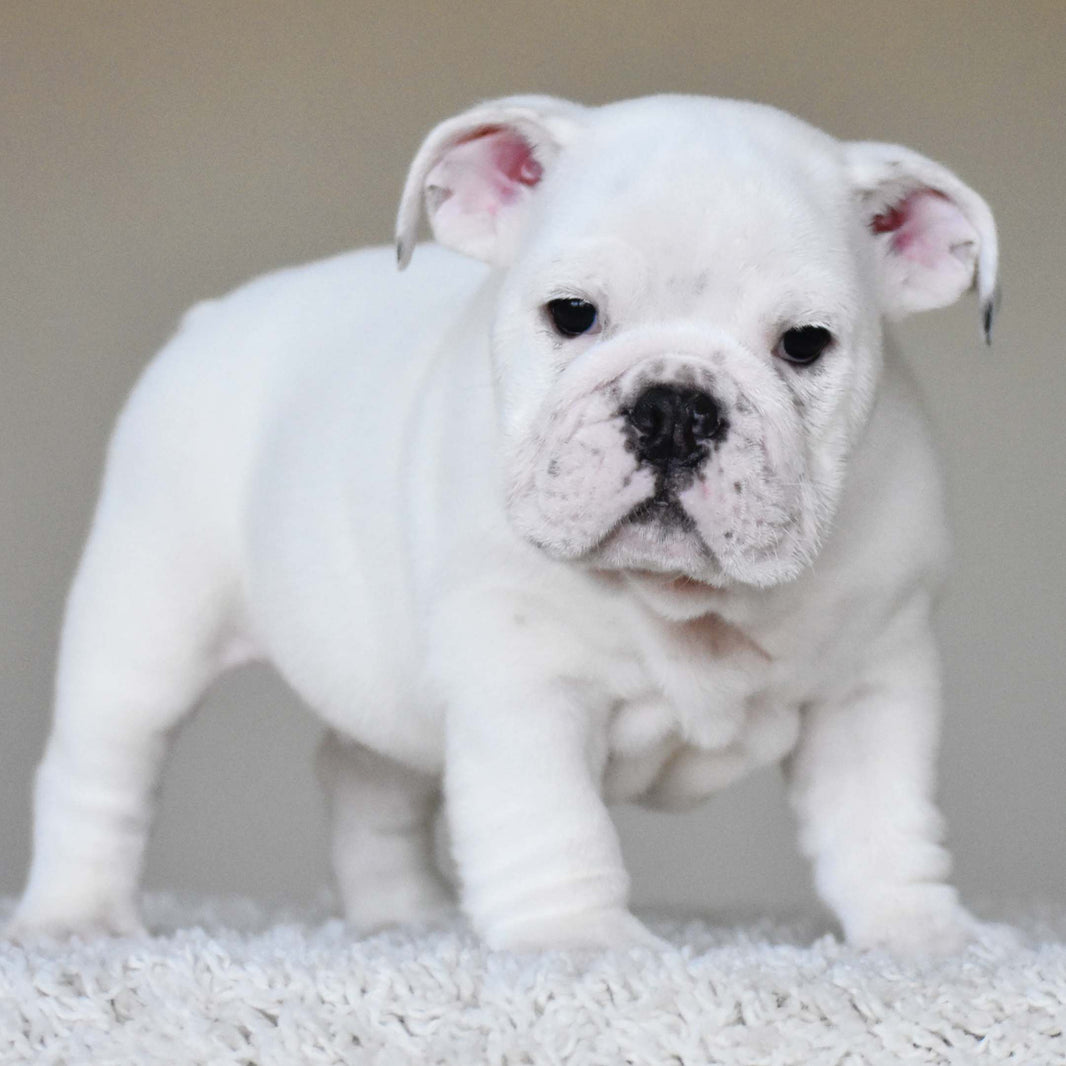 The Lifespan of an English Bulldog: How to Ensure a Long and Healthy ...