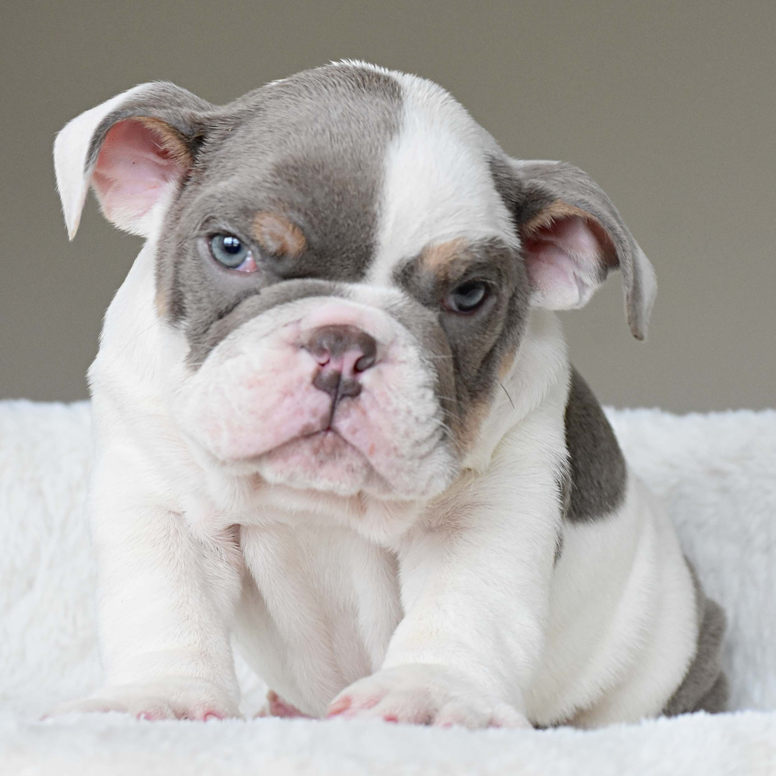 Bulldog Puppy Price Guide 2025 | Average Bulldog Cost & Hidden Expenses ...