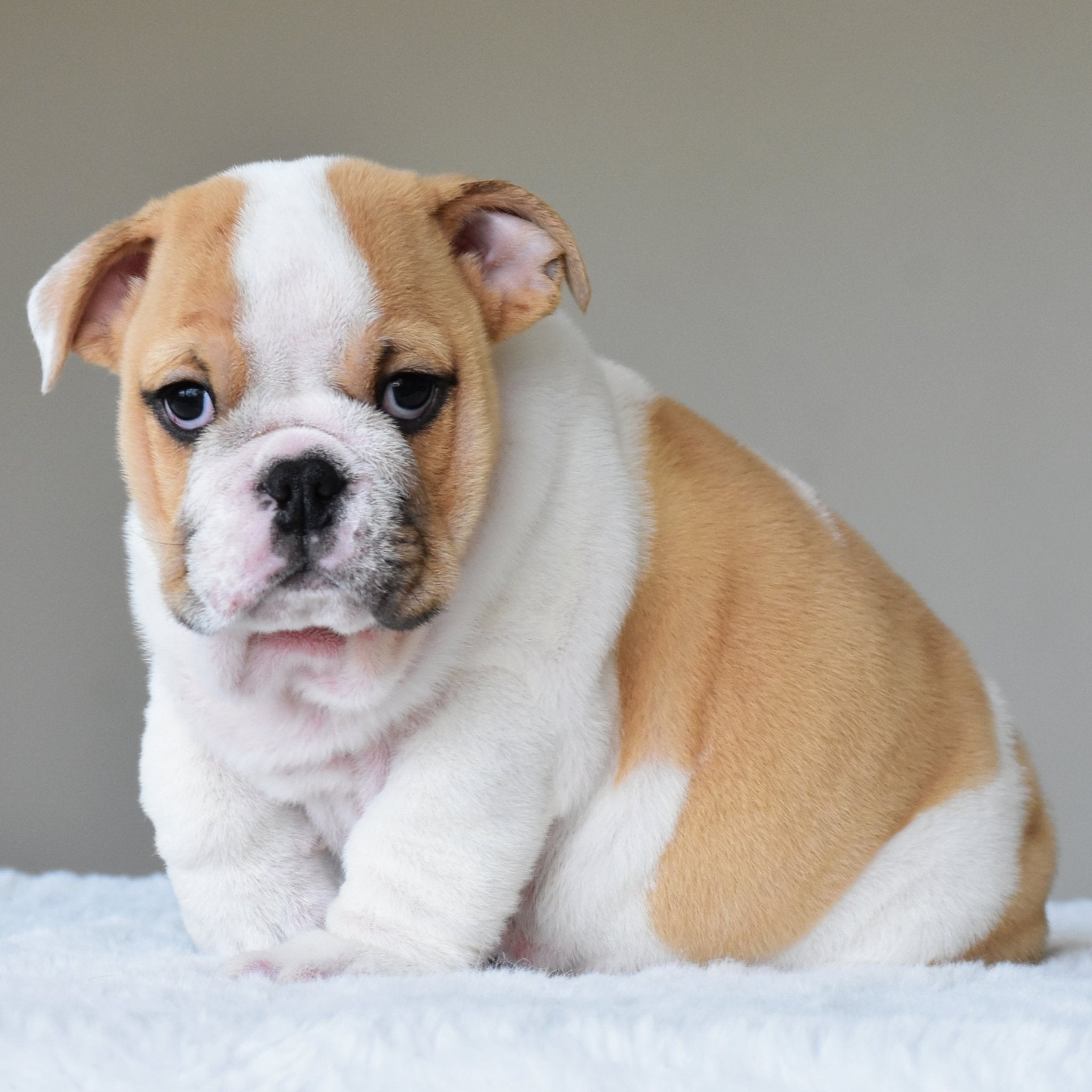 10 Common Bulldog Health Issues & Care Tips – WB English Bulldogs