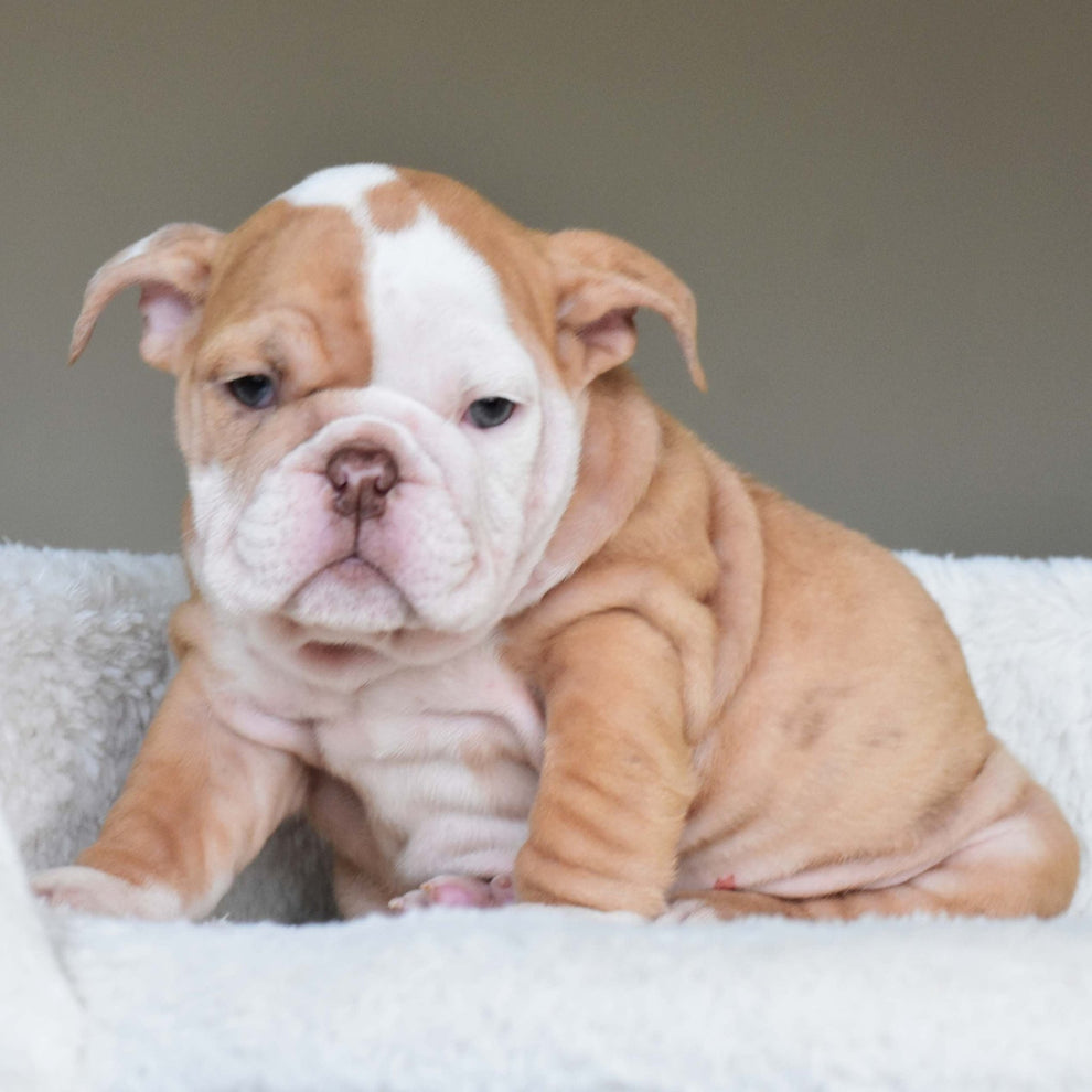 MAPLE – Female English Bulldog Puppy | WB English Bulldogs