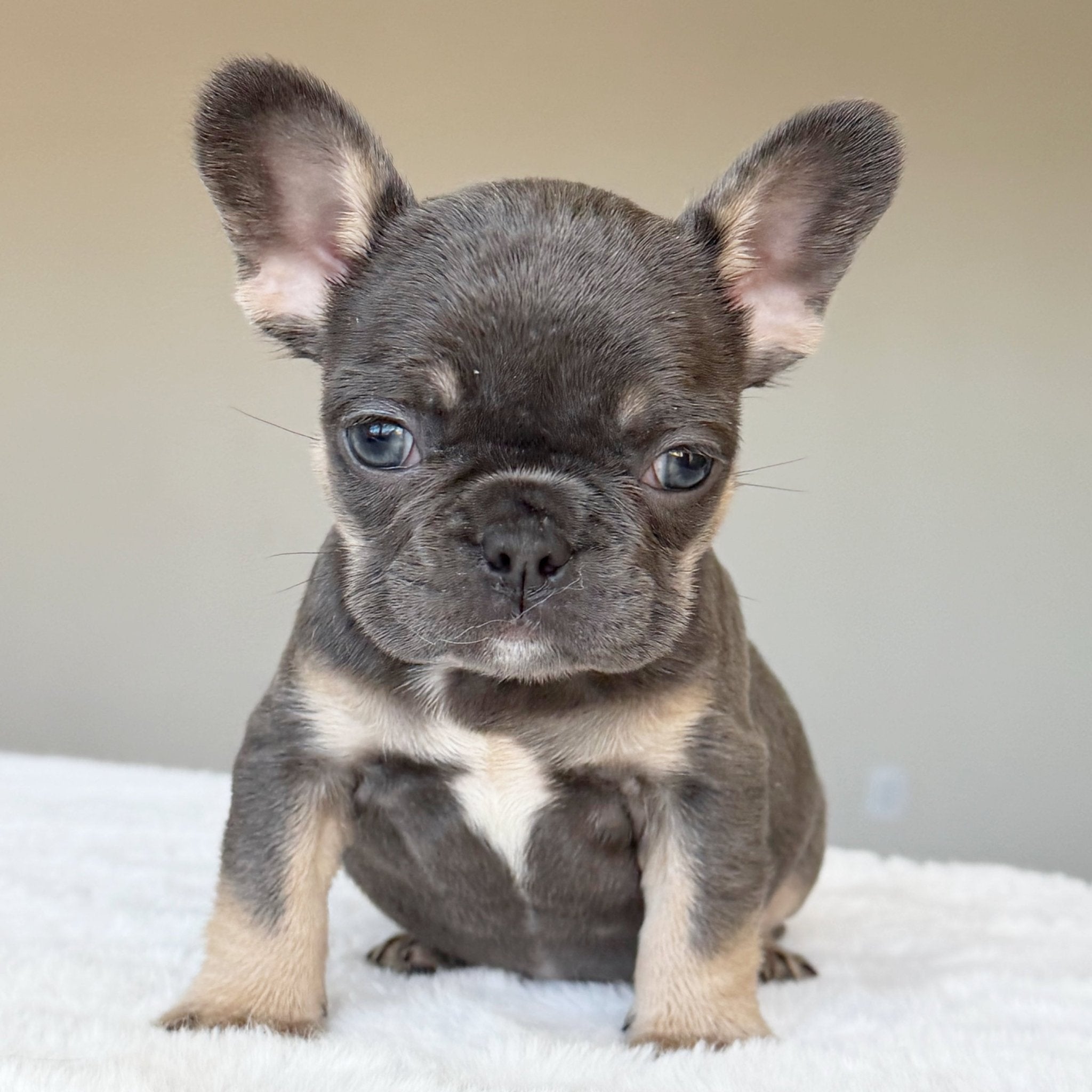 10 Common Bulldog Health Issues & Care Tips – WB English Bulldogs