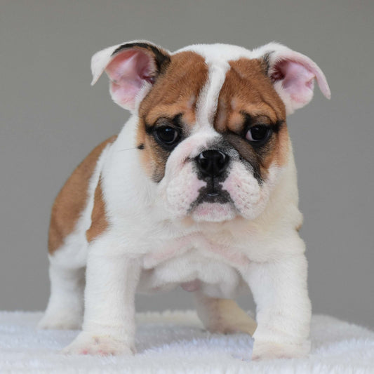 Bulldog Puppy Price Guide 2025 | Average Bulldog Cost & Hidden Expenses ...