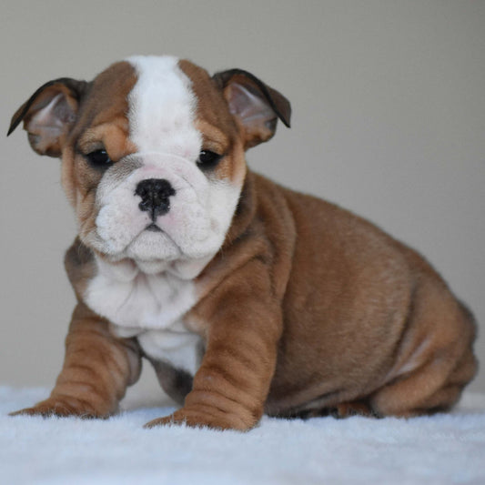 Bulldog Puppy Price Guide 2025 | Average Bulldog Cost & Hidden Expenses ...