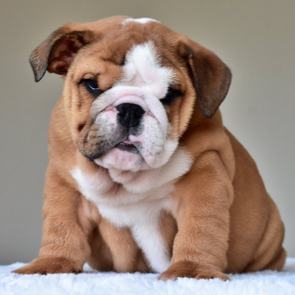 Bulldog Puppy Price Guide 2025 | Average Bulldog Cost & Hidden Expenses ...