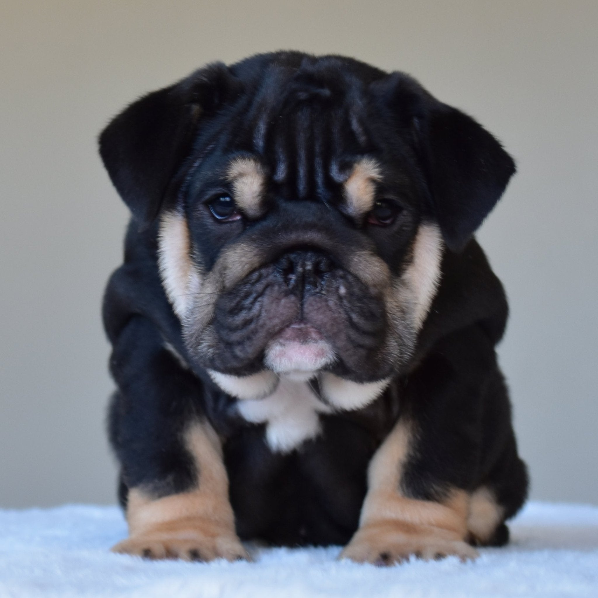 10 Common Bulldog Health Issues & Care Tips – WB English Bulldogs